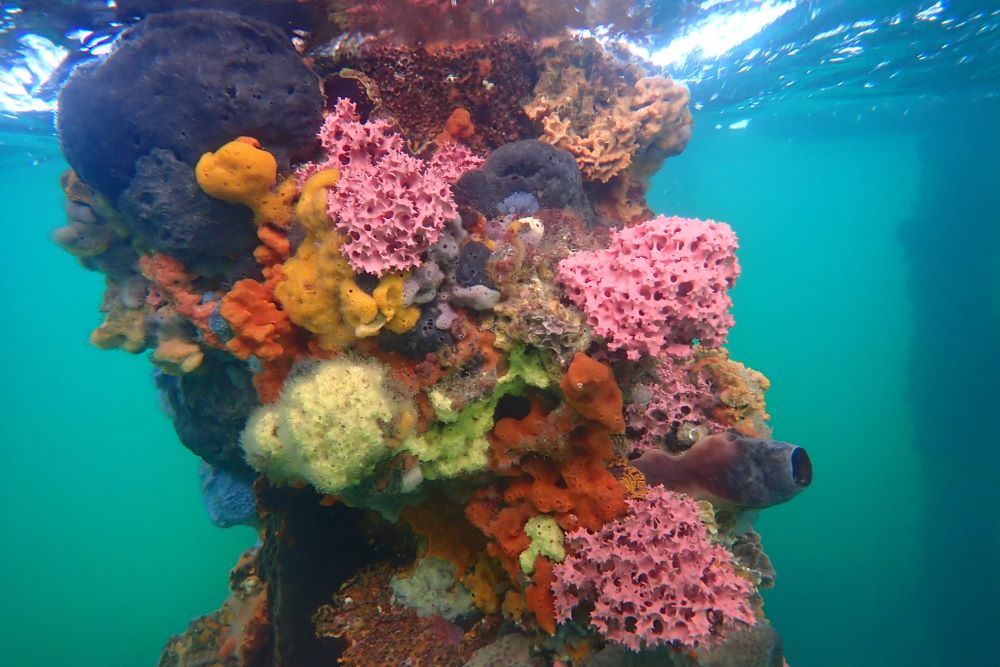 Edithburgh Jetty Snorkel - Snorkel Spots