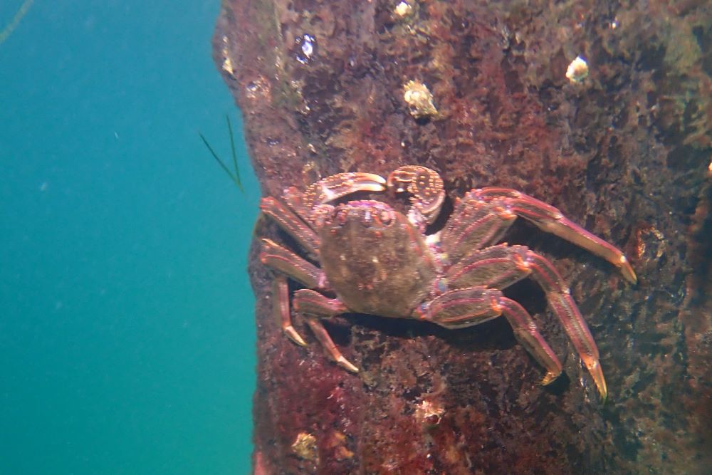 Edithburgh Jetty Snorkel - Snorkel Spots