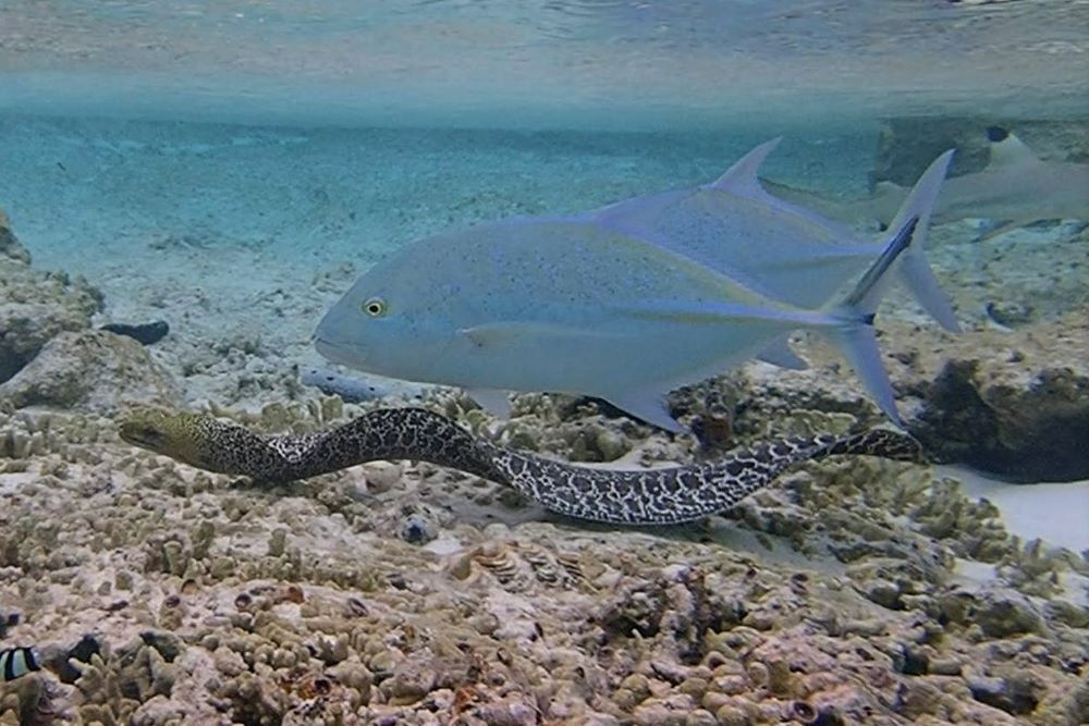 Pulu Maraya Snorkel - Snorkel Spots